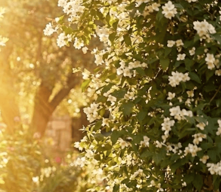 Aisha's Age - Historical Evidence and Academic Analysis | Miracles in ...